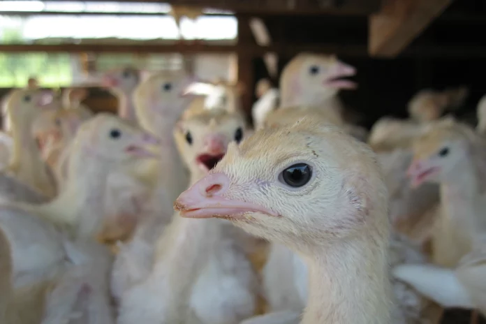 Minnesota-based turkey breeder investing $58 million in Goldsboro ...